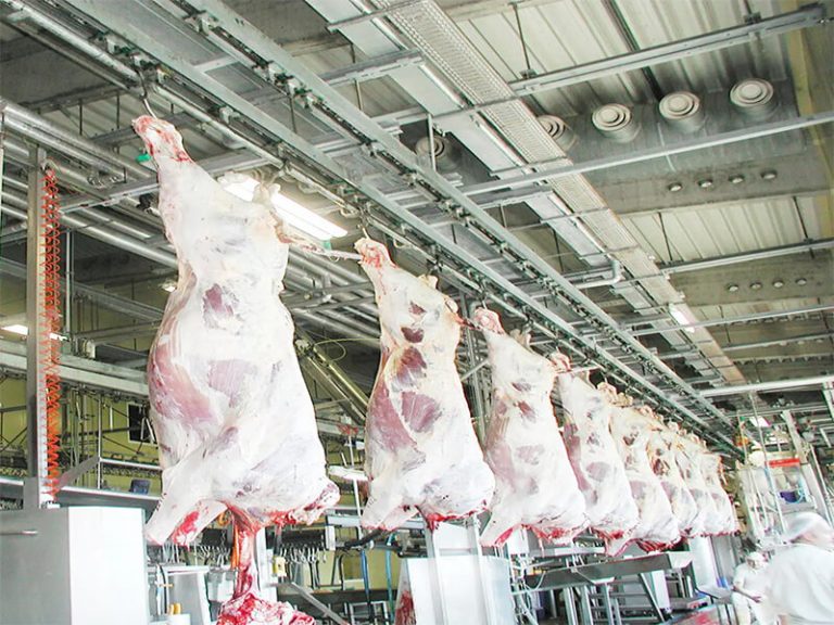 Beef Half Carcass Chilling: An Essential Step in Cattle Abattoir ...