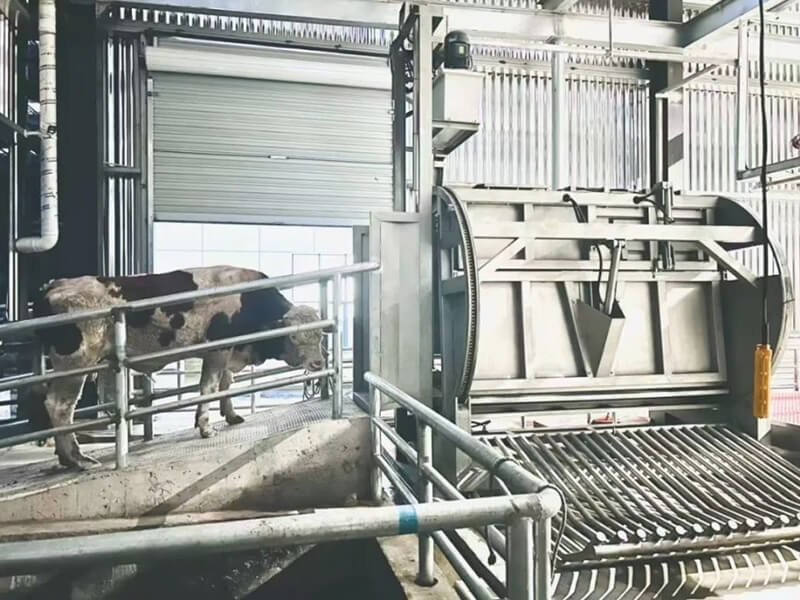 HW Machinery Wins Government Cattle Slaughter Equipment Project in ...